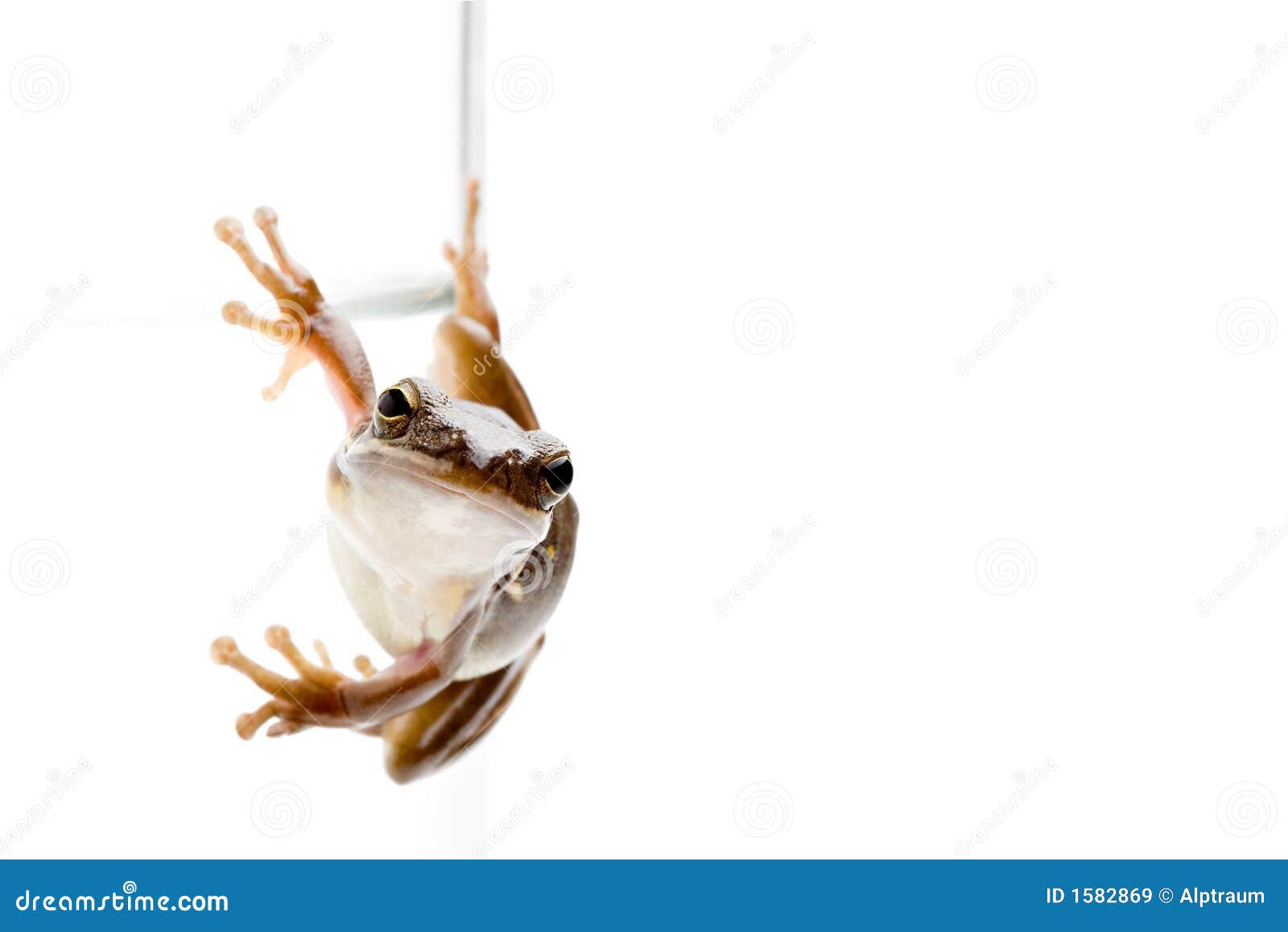 Frog on glass stock image. Image of eyes, tree, detail - 1582869
