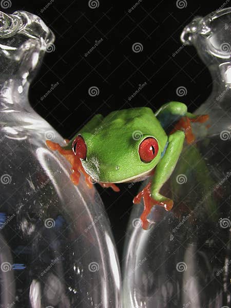 Frog on glass stock image. Image of tropical, exoctic, frog - 288421