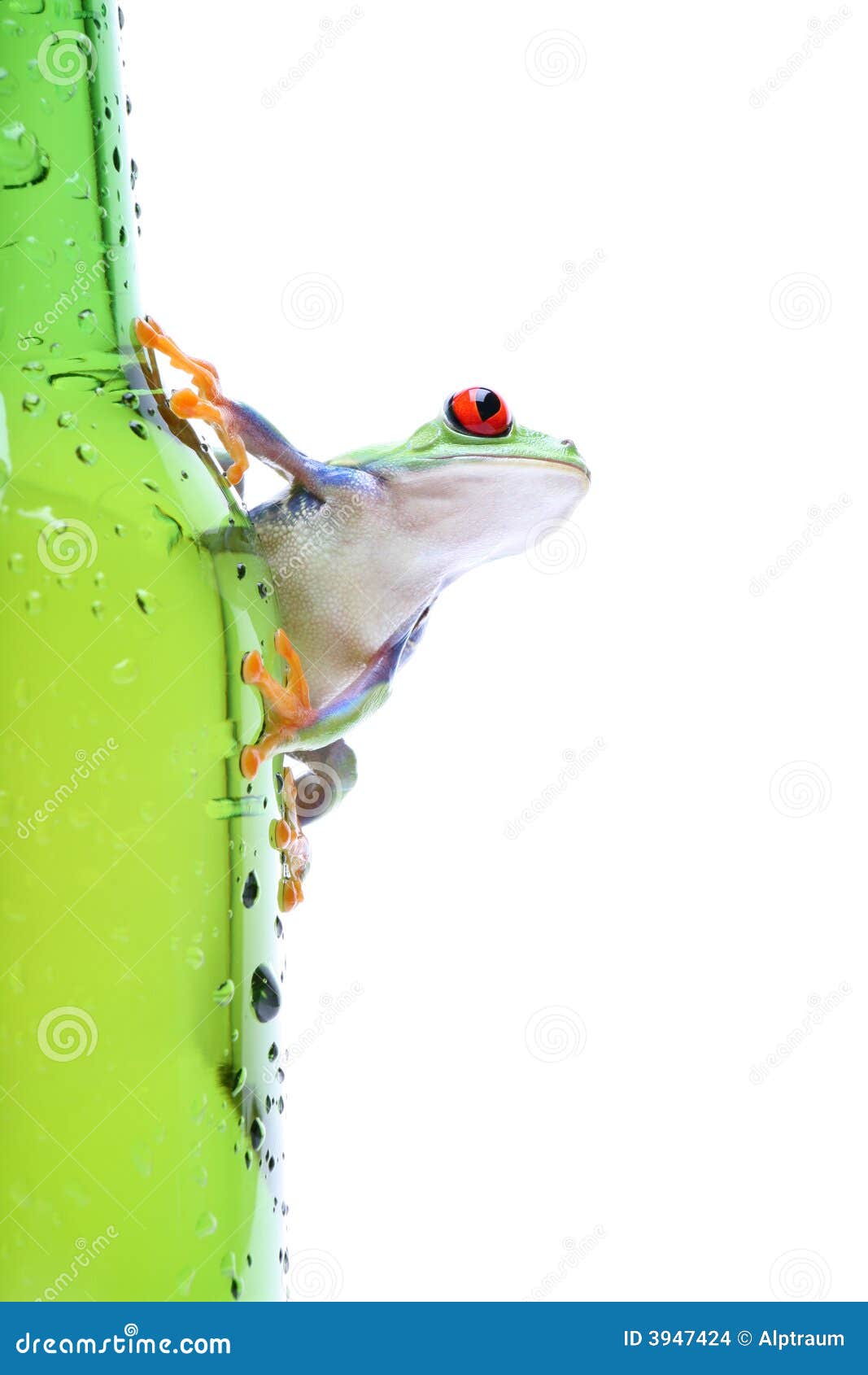 Frog on Glass Isolated White Stock Photo - Image of wildlife, sticking ...