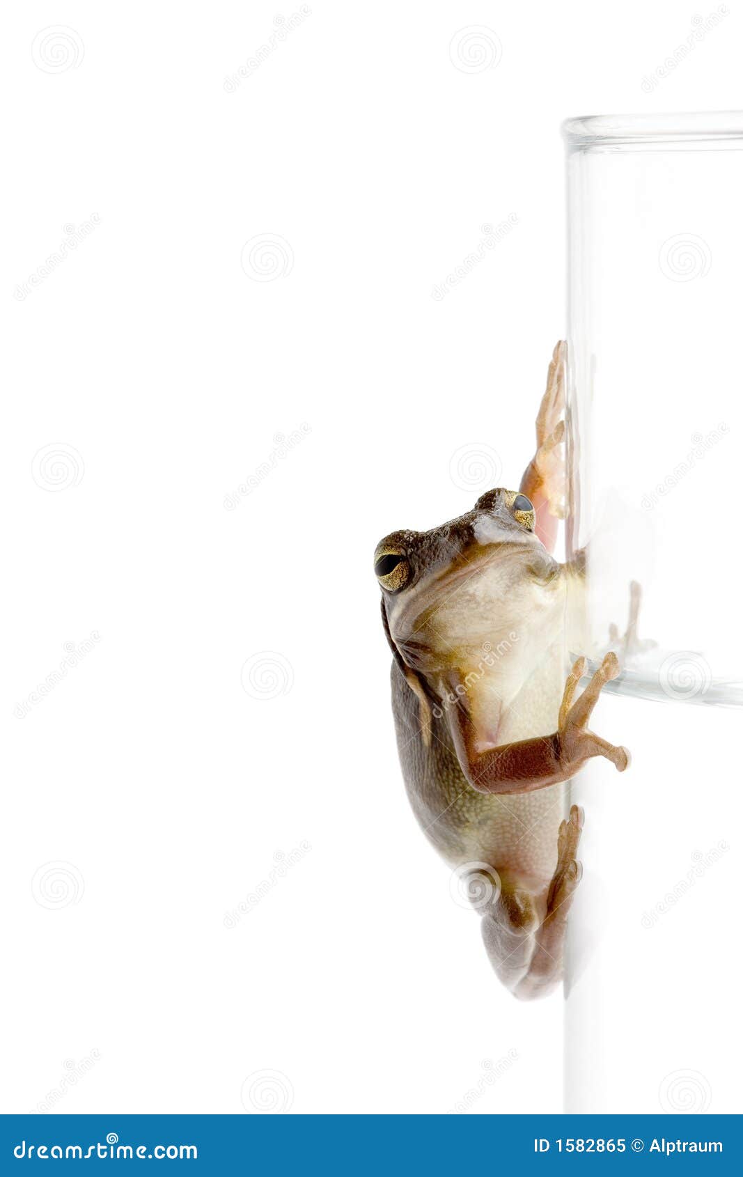 Frog on glass of water stock image. Image of green, frog - 1582865