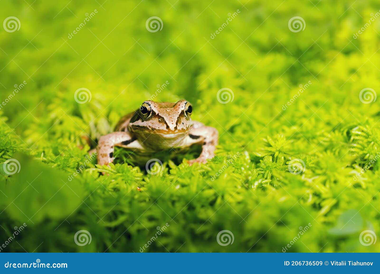 Frog in the grass stock image. Image of funny, moss - 206736509