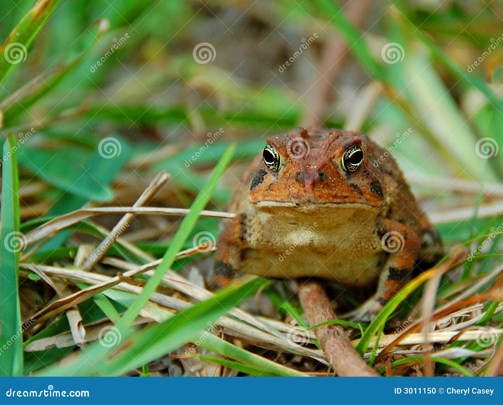 Frog in the Grass stock photo. Image of ugly, focus, woodland - 3011150