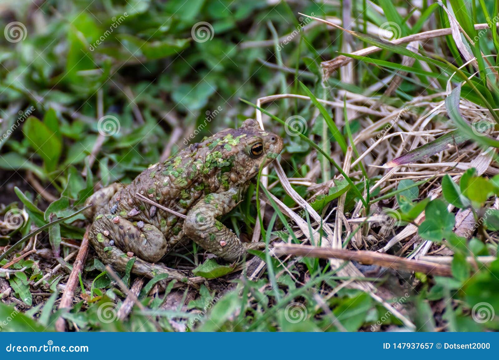 Frog in the grass stock image. Image of grass, biology - 147937657