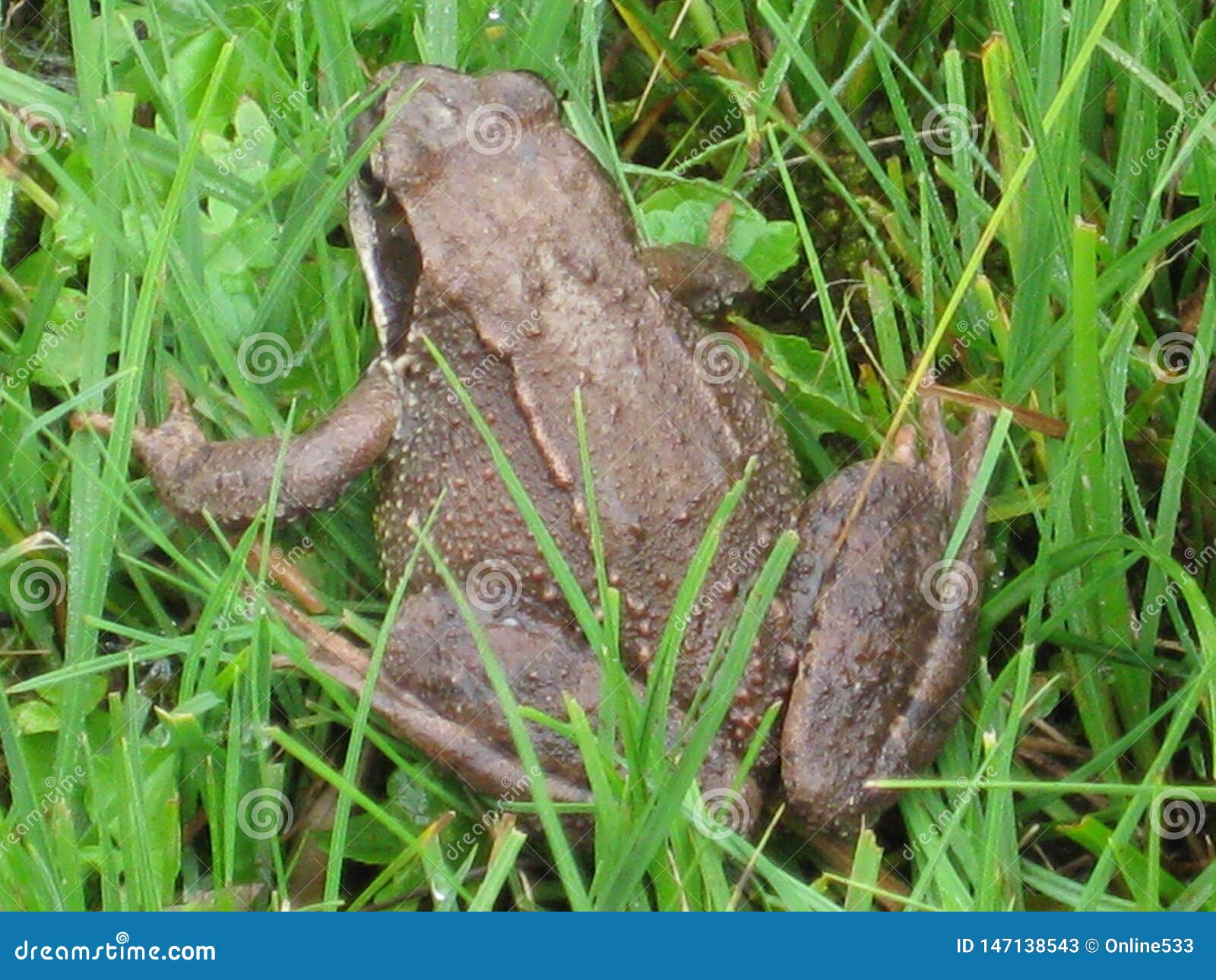 Frog in grass stock image. Image of animal, breathtaking - 147138543