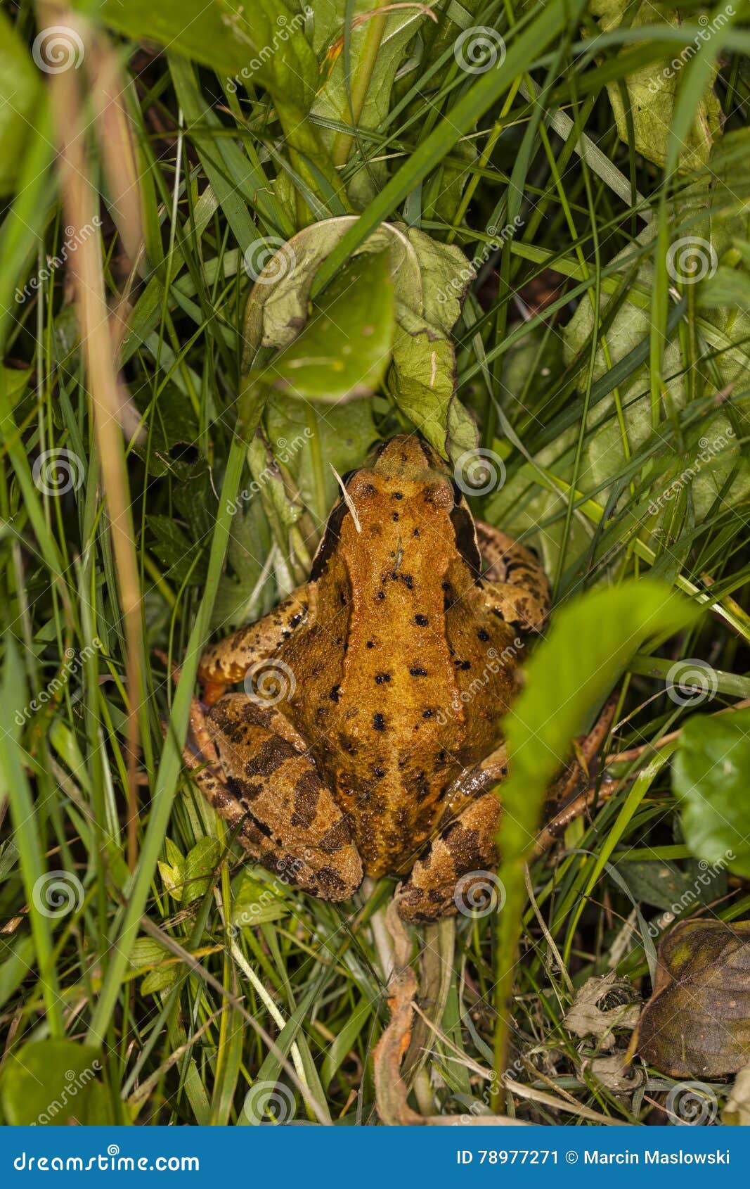 Frog in the grass stock image. Image of nature, background - 78977271