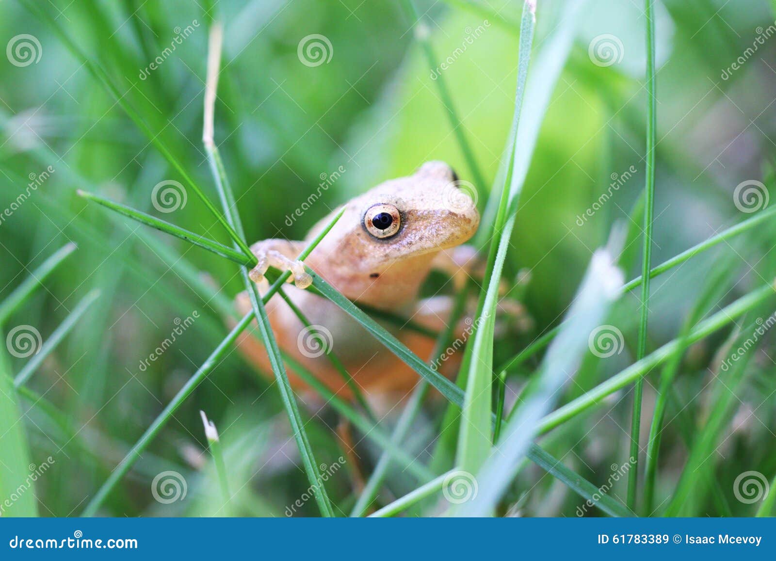 Frog on grass stock image. Image of amphibian, climbs - 61783389