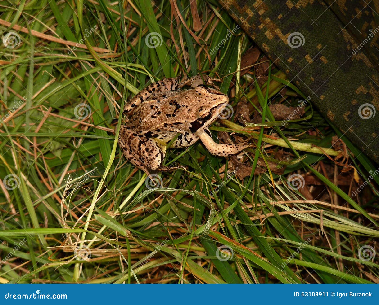 Frog in the grass stock image. Image of field, grass - 63108911