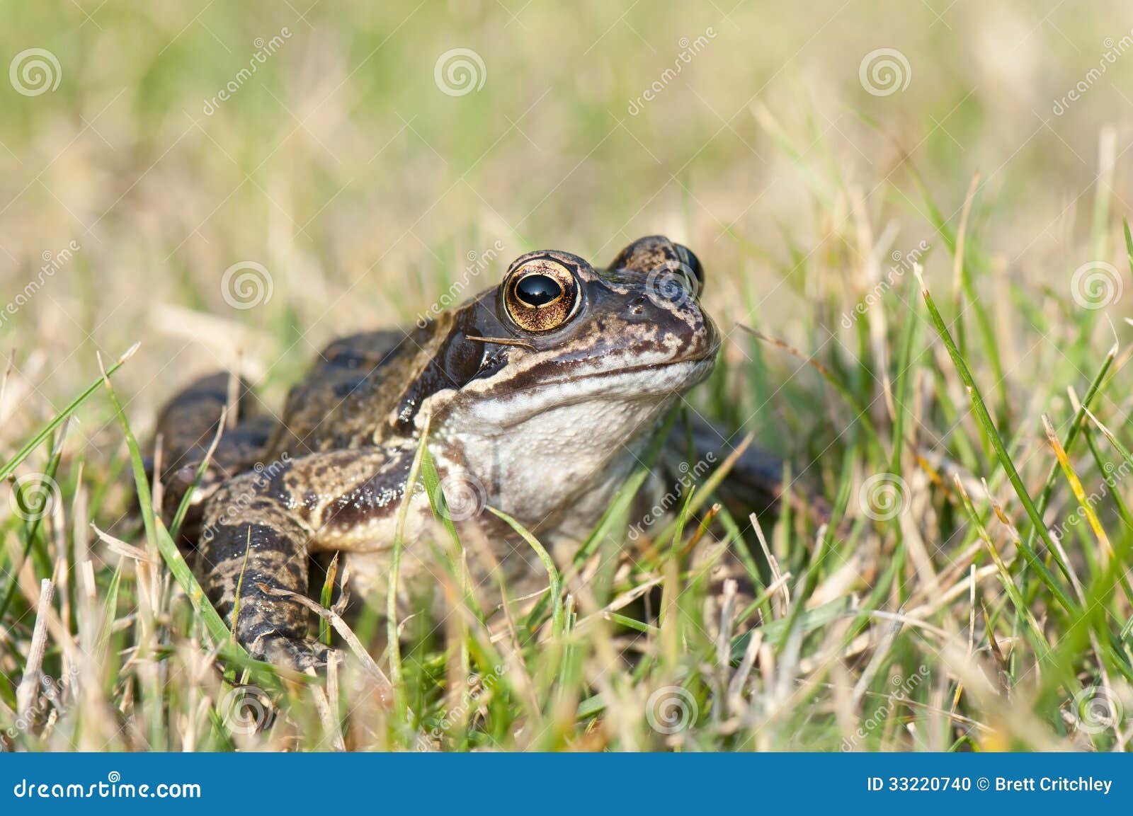 Frog_grass Royalty-Free Stock Photography | CartoonDealer.com #42076055