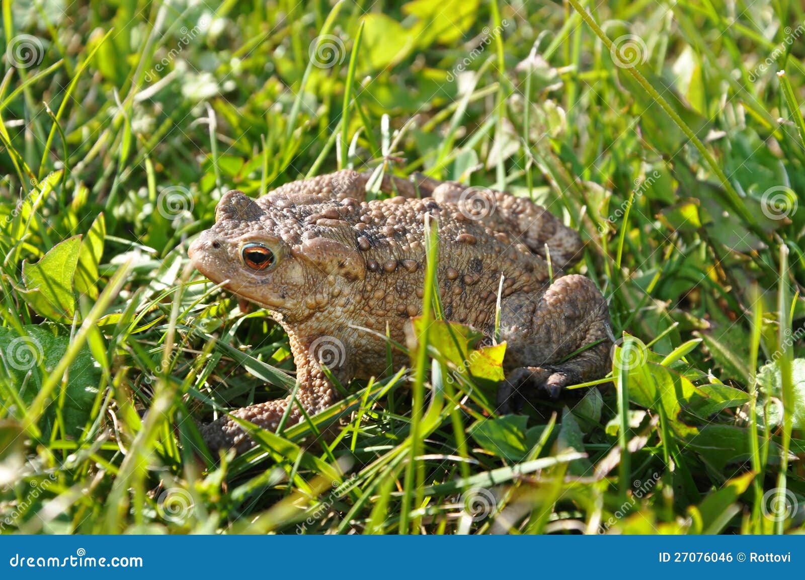 Frog in the grass frog stock photo. Image of amphibian - 27076046