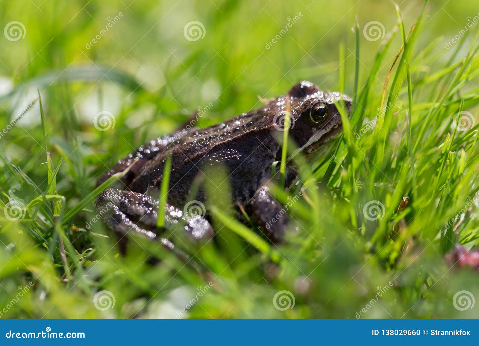 Frog on a Grass in a Garden. Shallow Depth of Field Stock Photo - Image ...