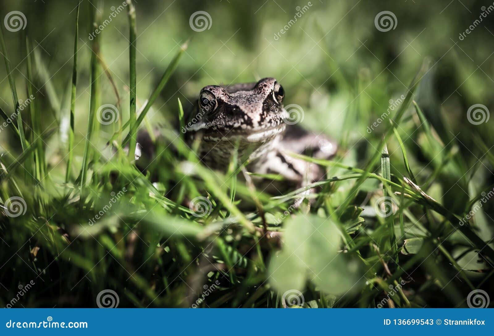 Frog on a Grass in a Garden. Shallow Depth of Field. Selective Focus ...