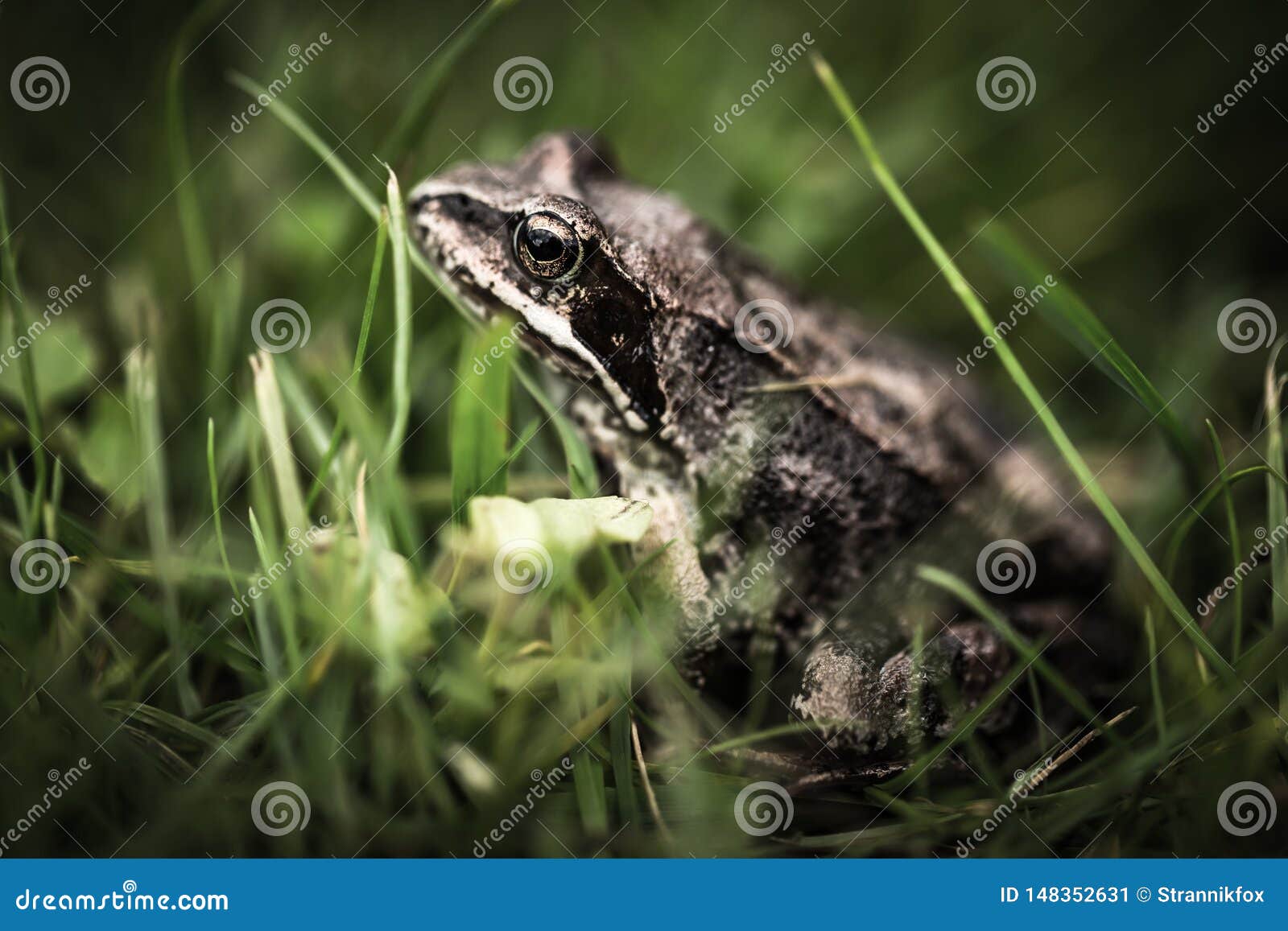 Frog on a Grass in a Garden. Shallow Depth of Field. Selective Focus ...