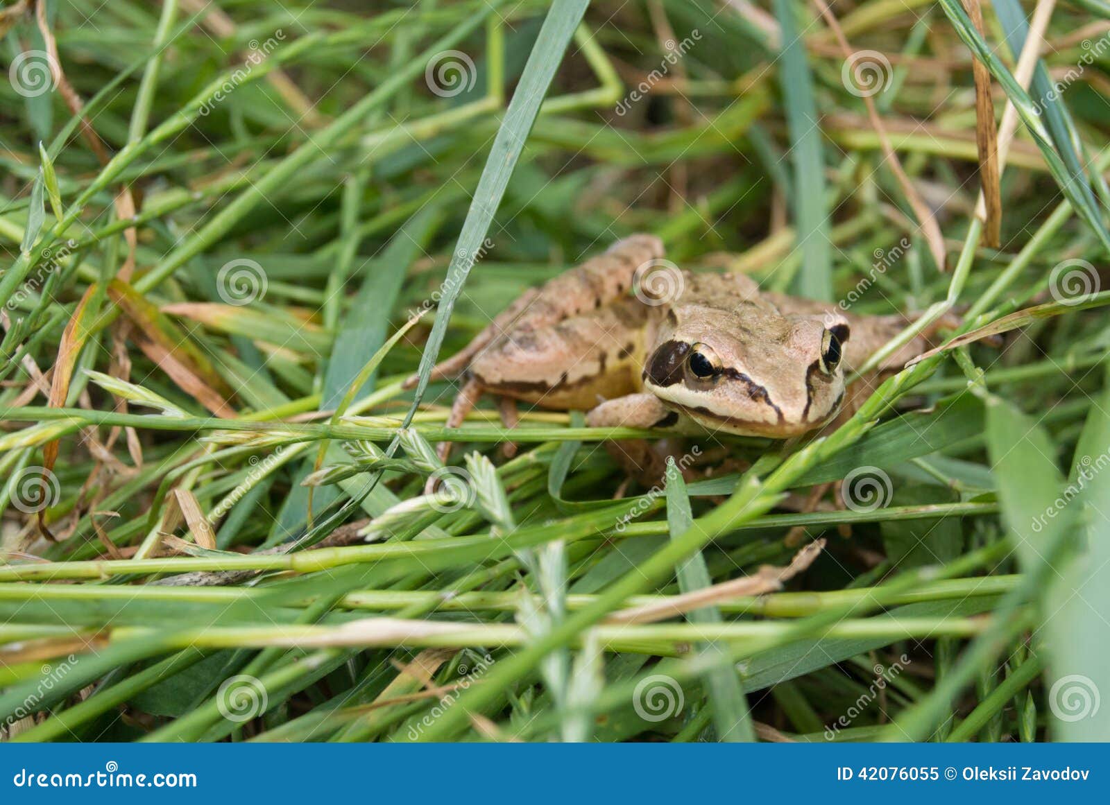 Frog_grass Royalty-Free Stock Photography | CartoonDealer.com #42076055