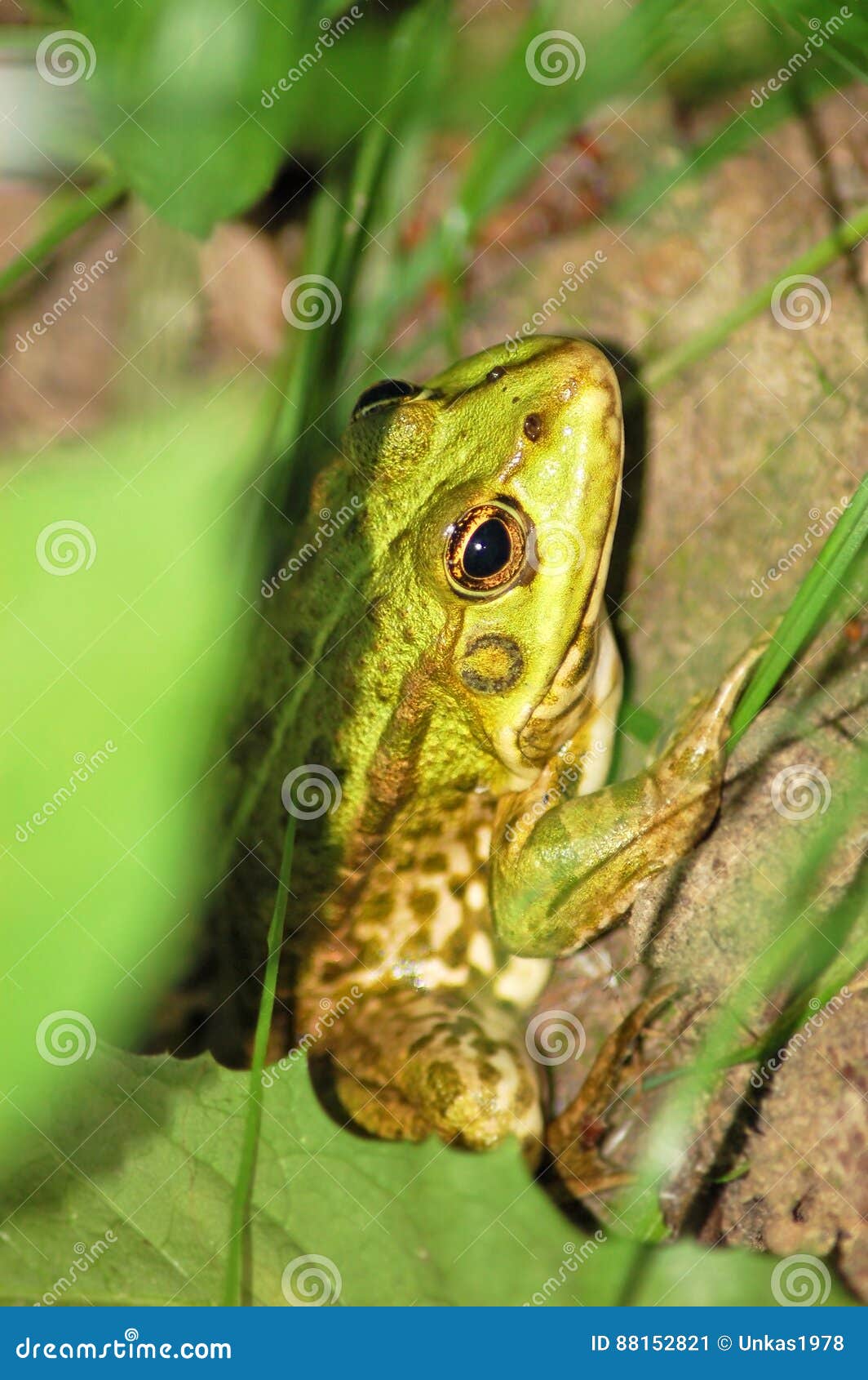 Frog in grass stock image. Image of amphibious, grass - 88152821