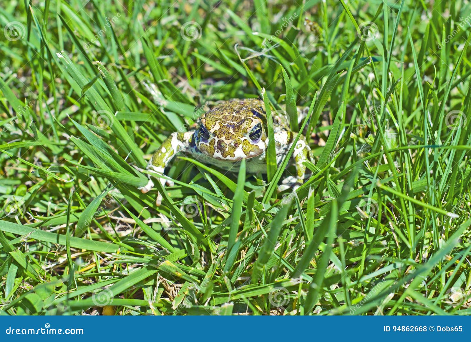 Frog in grass stock photo. Image of lurking, green, toad - 94862668