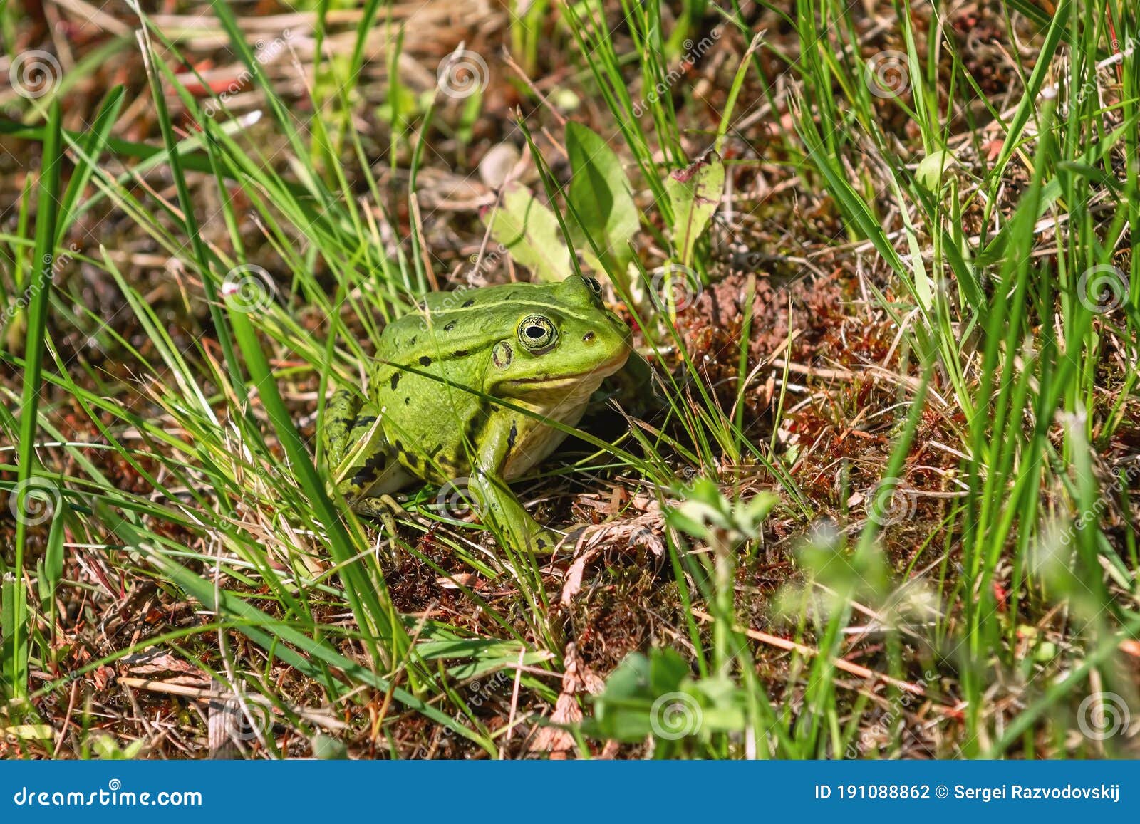 Frog In The Grass Royalty-Free Stock Image | CartoonDealer.com #191088862