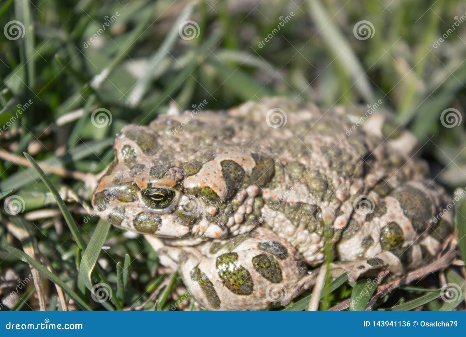 Frog in the Grass. a Green Frog Sits in the Grass Stock Photo - Image ...