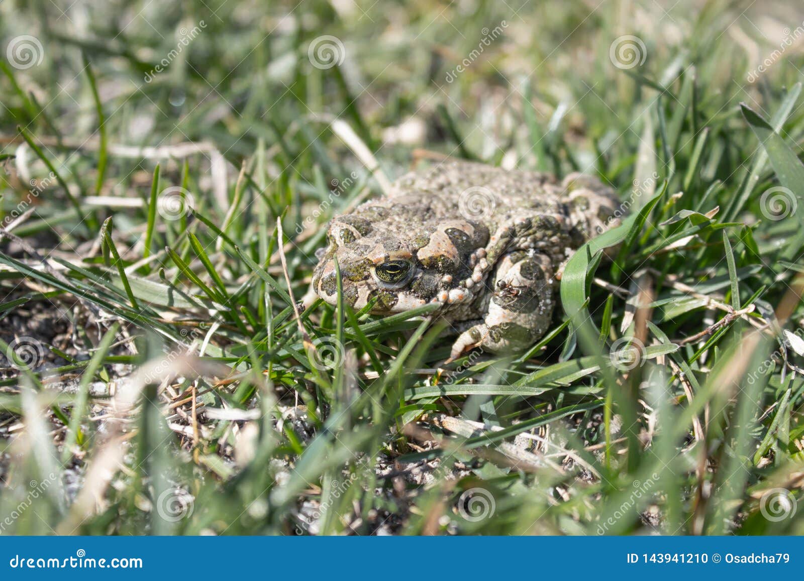 Frog in the Grass. a Green Frog Sits in the Grass Stock Photo - Image ...