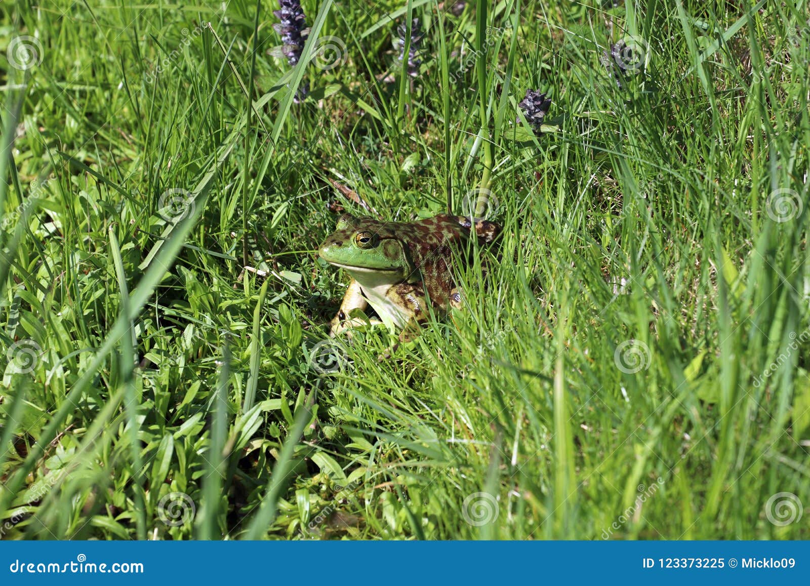 Frog in the grass stock image. Image of frog, leech - 123373225