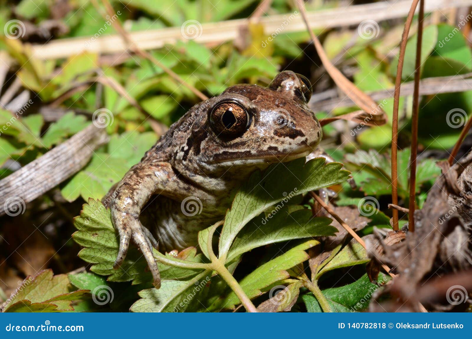 Frog in the grass stock photo. Image of grass, close - 140782818