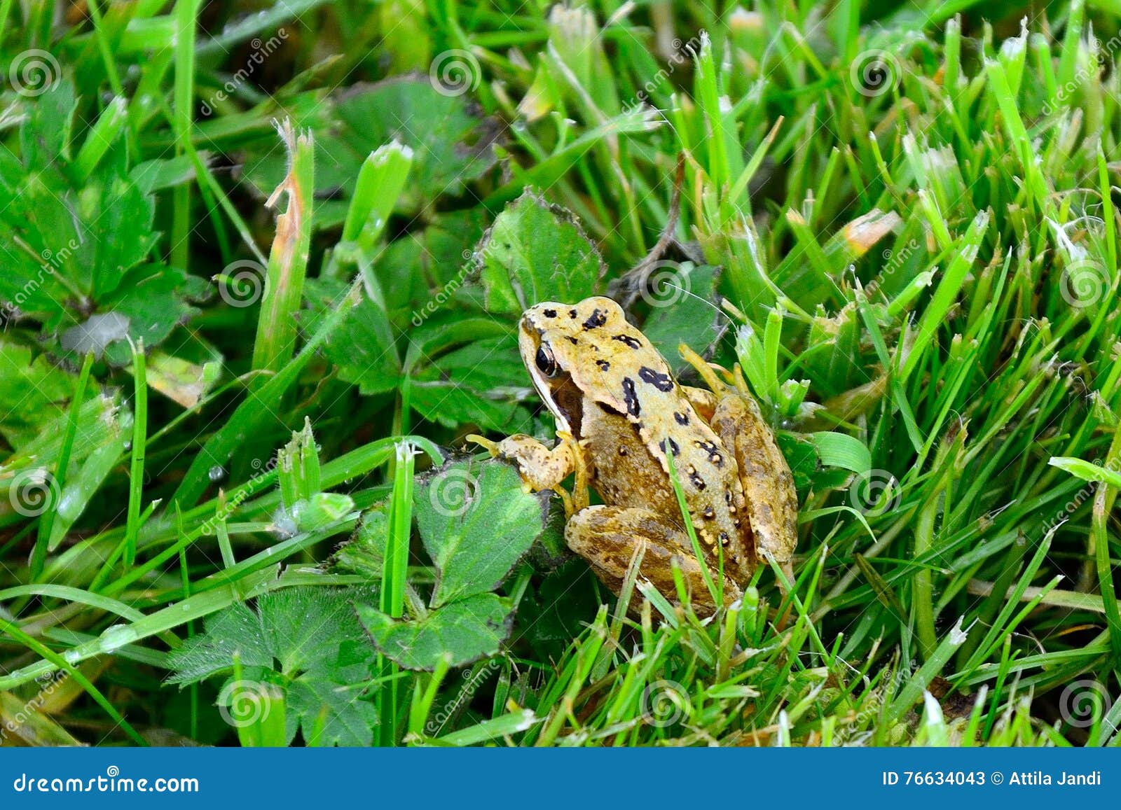 Frog stock image. Image of ireland, natural, wildlife - 76634043