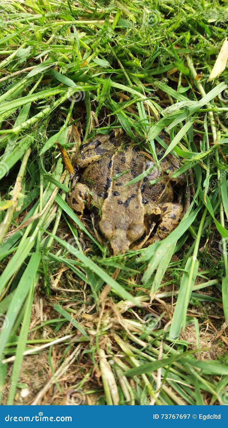 Frog in Grass stock image. Image of lawn, hiding, wildlife - 73767697