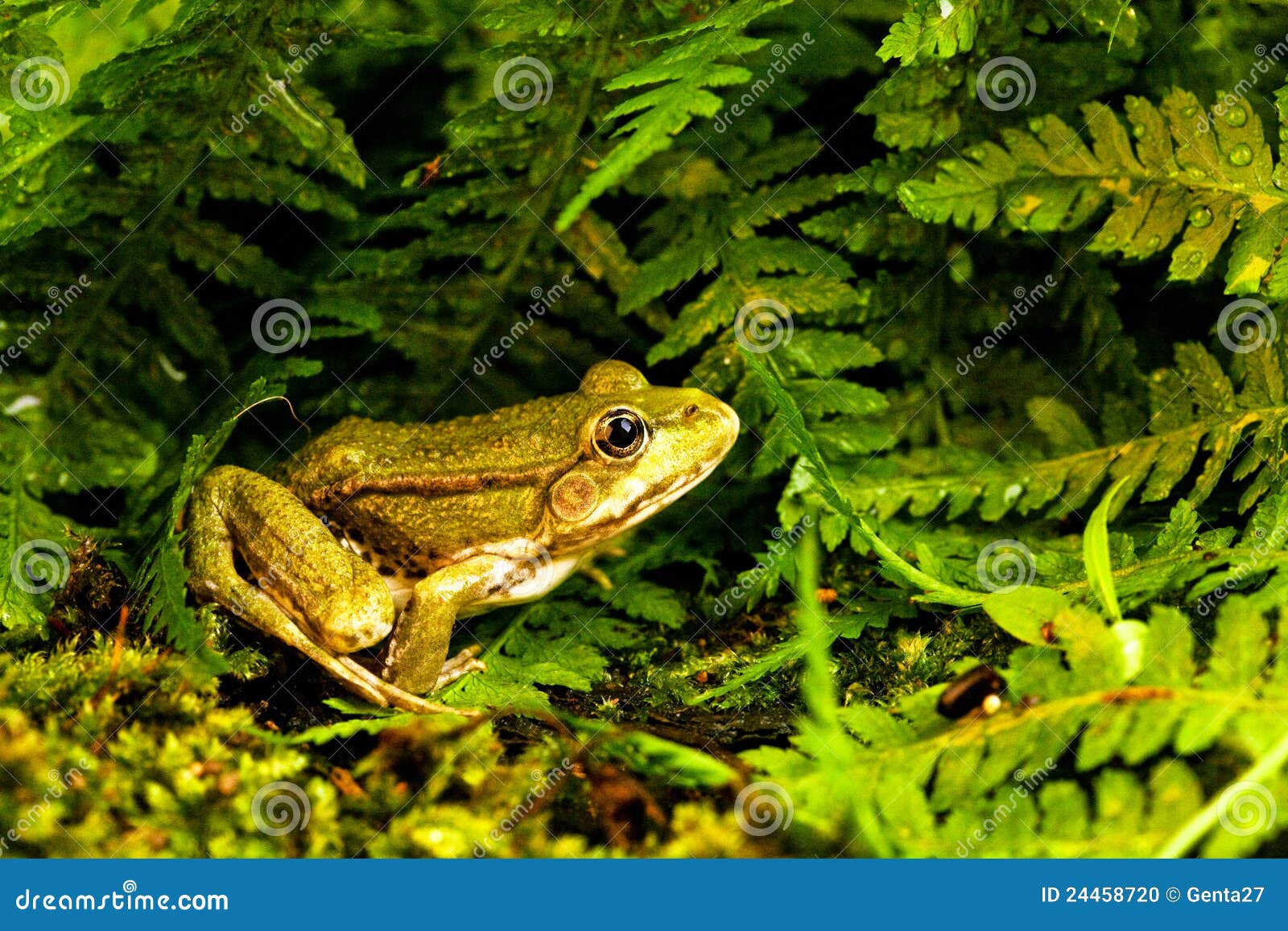 Frog green stock photo. Image of green, nature, frog - 24458720