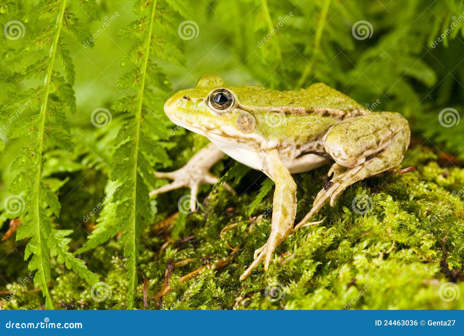 Frog green stock photo. Image of animal, forest, nature - 24463036