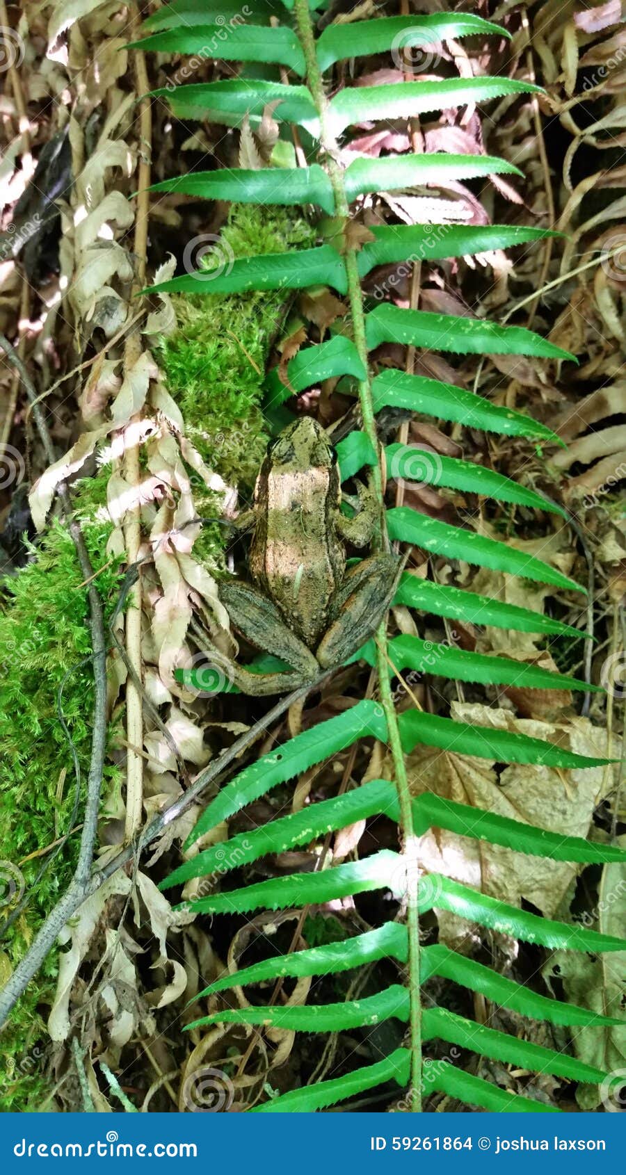 Frog stock photo. Image of blending, frog, surrounding - 59261864