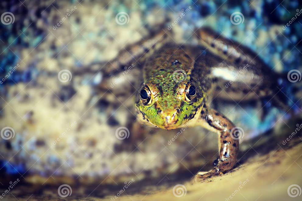 Frog stock image. Image of froggy, right, looking, croak - 58523463