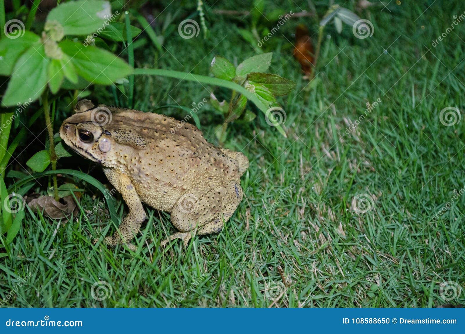 Frog in the green grass stock photo. Image of lawn, frog - 108588650