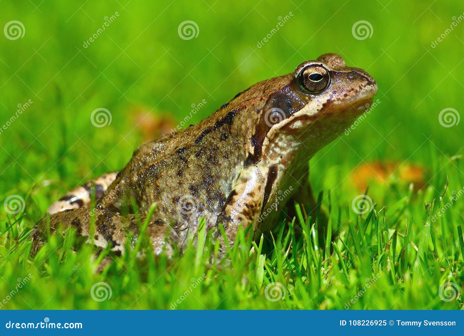 Frog in the Green Grass in the Summertime,Sweden Stock Image - Image of ...