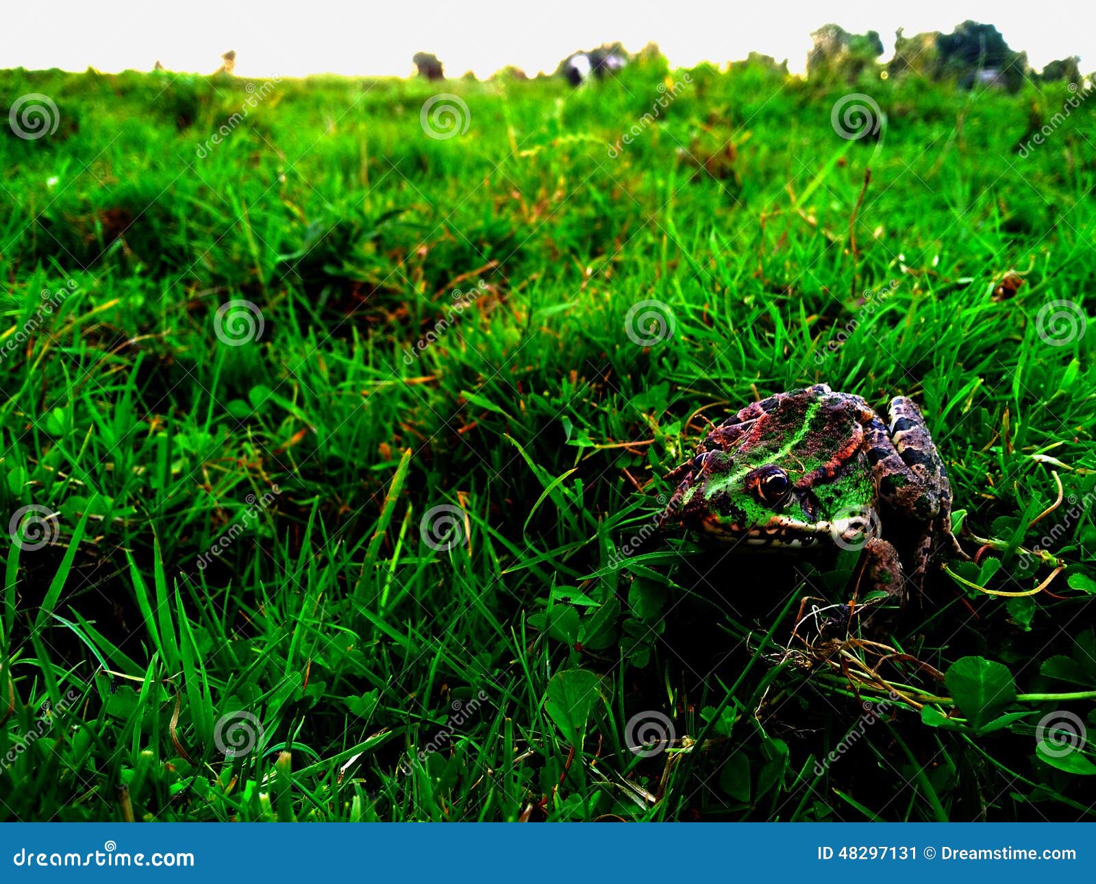 Frog on green meadow stock image. Image of sunshine, medow - 48297131