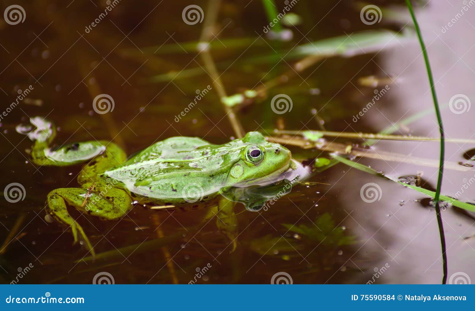 Frog, Green Toad in the Water. Stock Photo - Image of kiss, runner ...