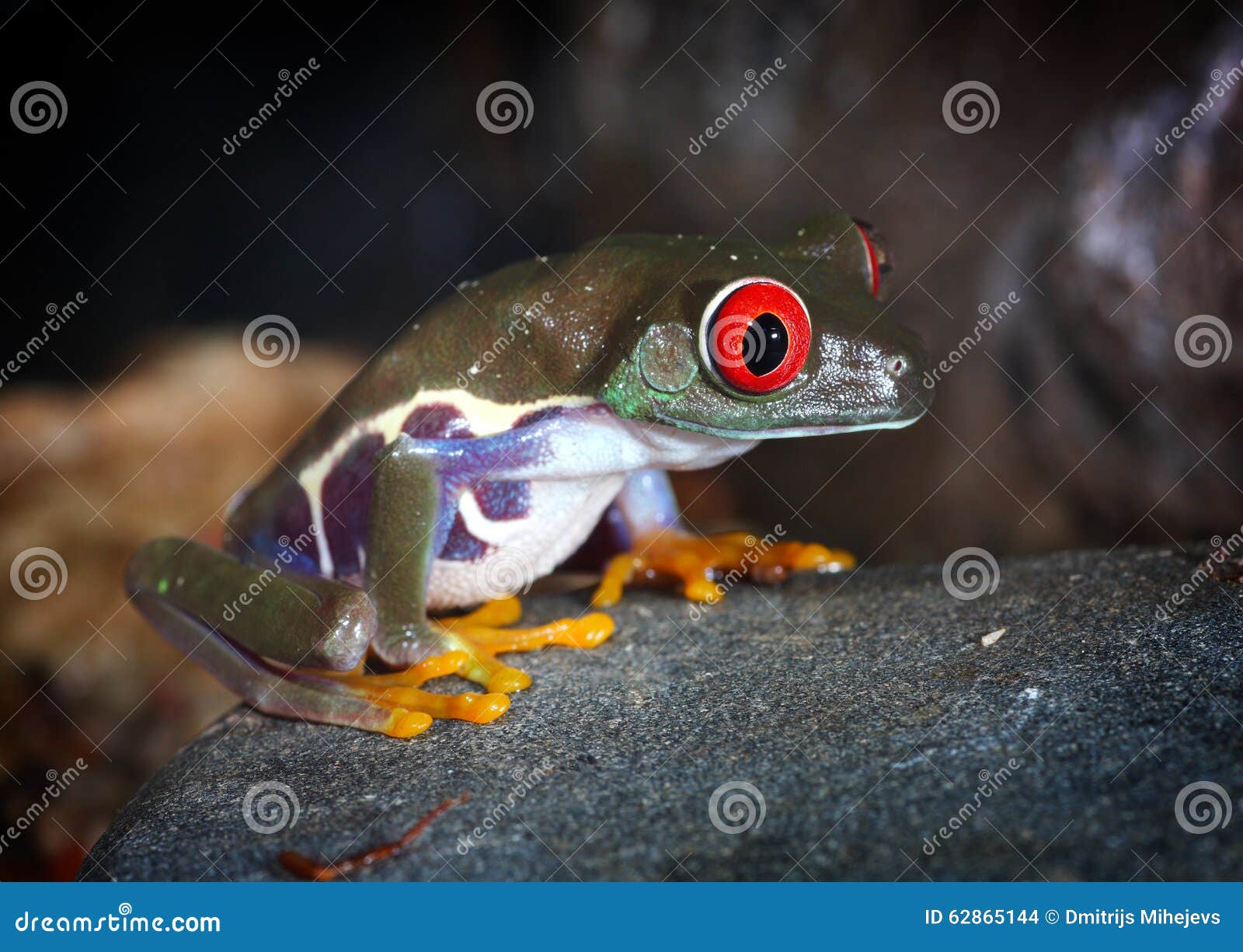 Frog stock photo. Image of conservation, outdoors, organism - 62865144