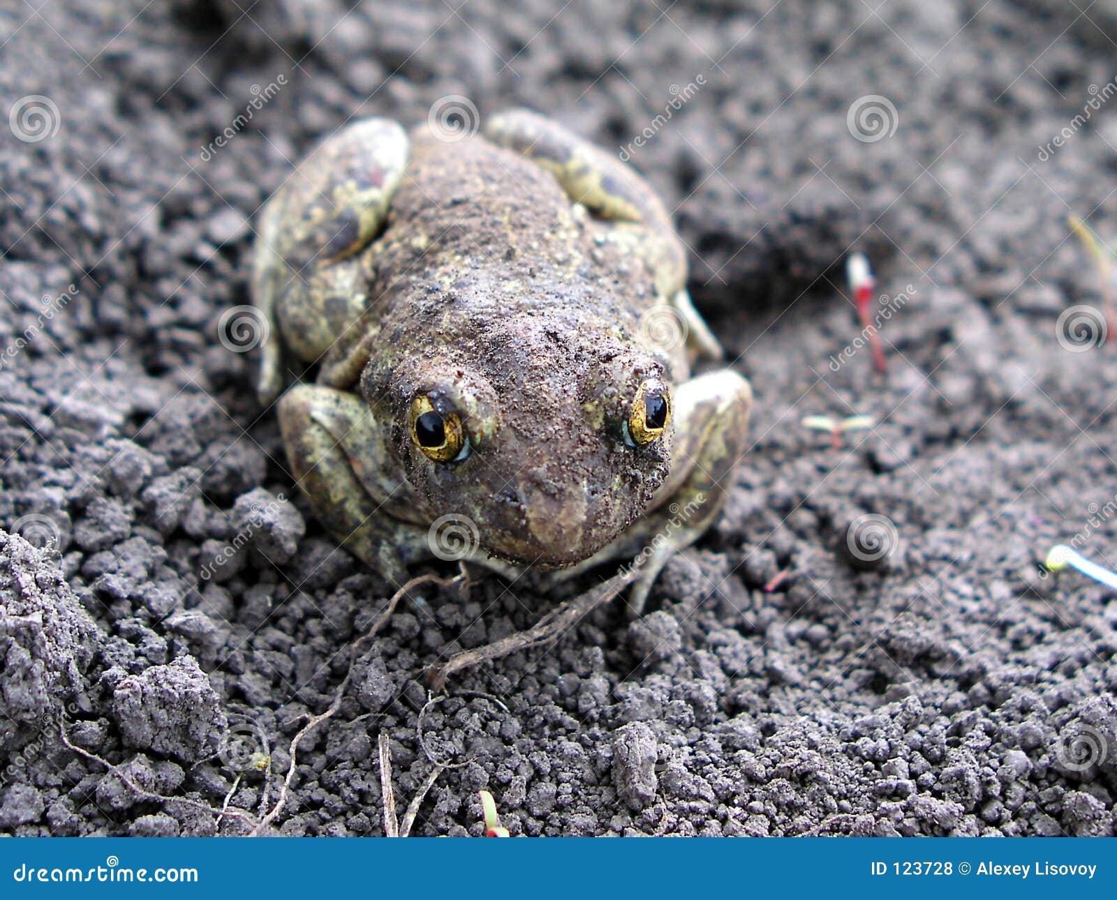 The frog on the ground stock photo. Image of nature, animals - 123728
