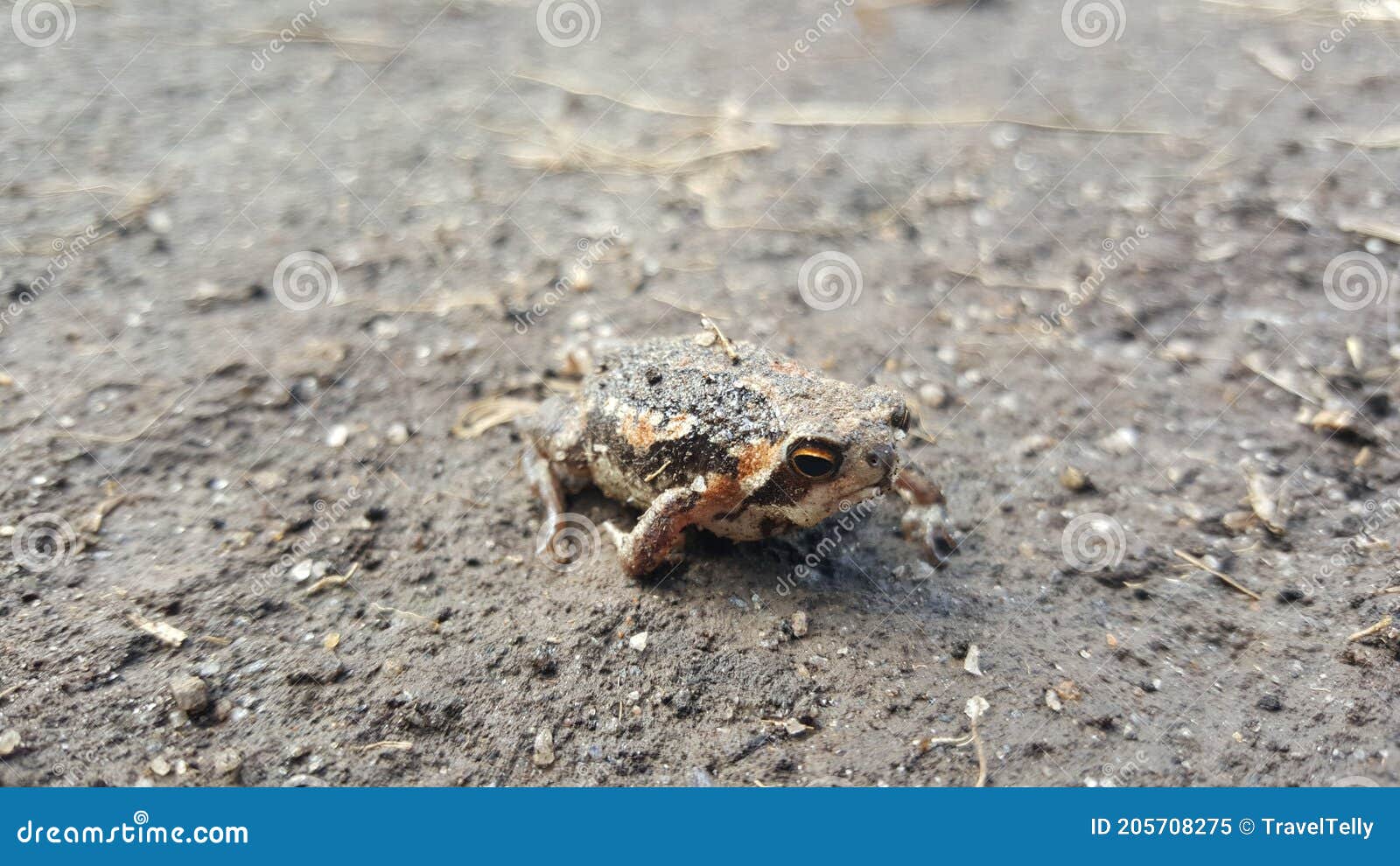 Frog on the Ground in Eswatini Stock Image - Image of frog, swaziland ...