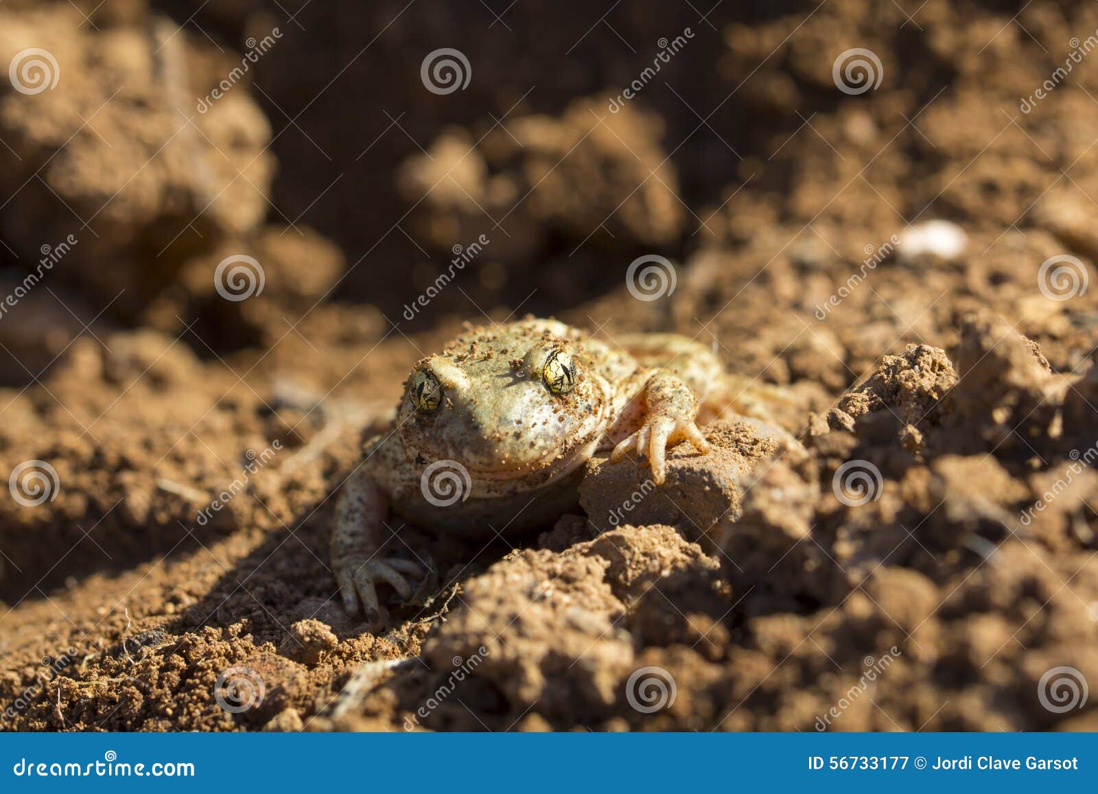 Frog in the ground stock image. Image of angry, macro - 56733177