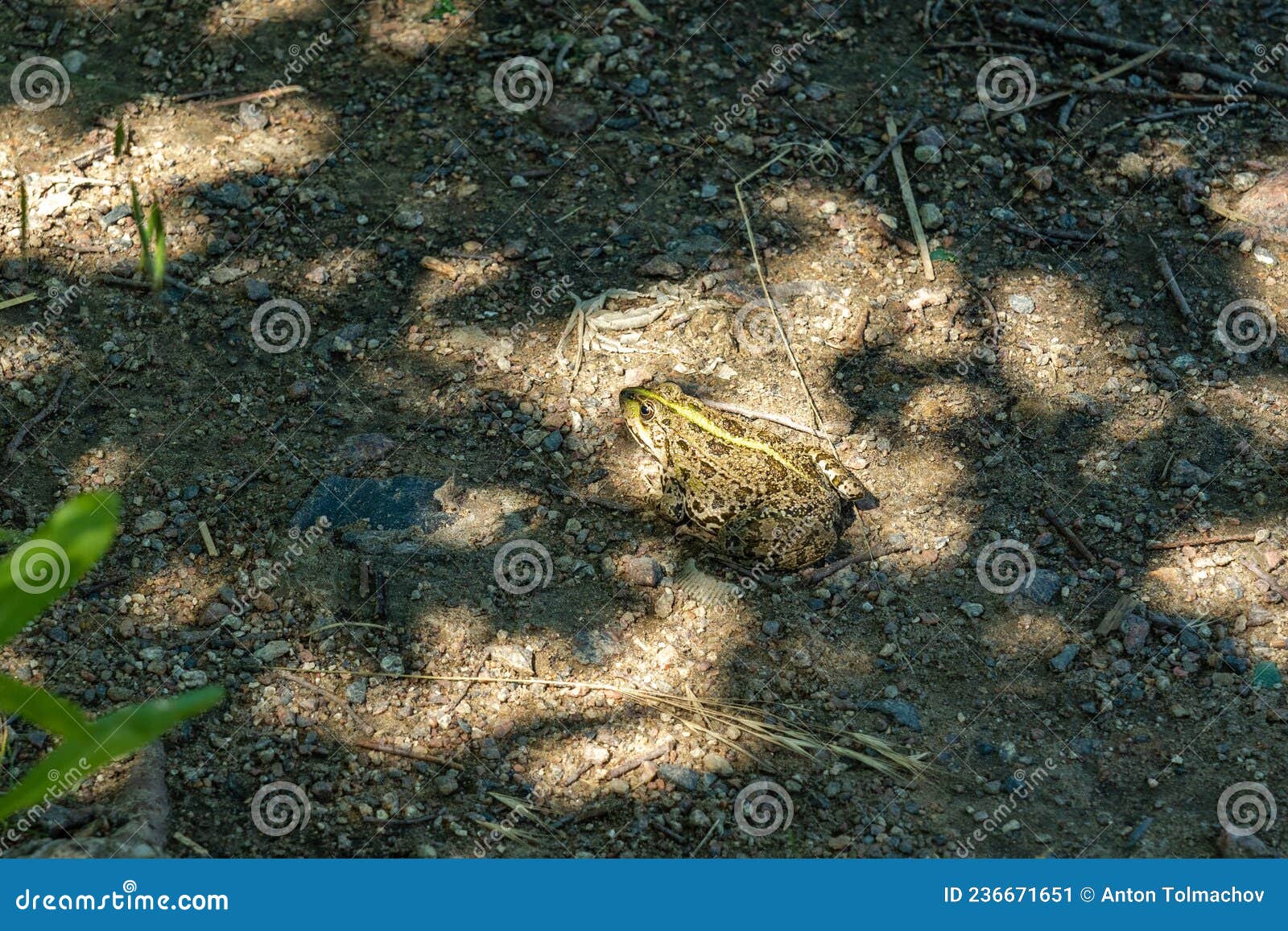 Frog on the Ground Under the Sun Stock Image - Image of shadow, looking ...