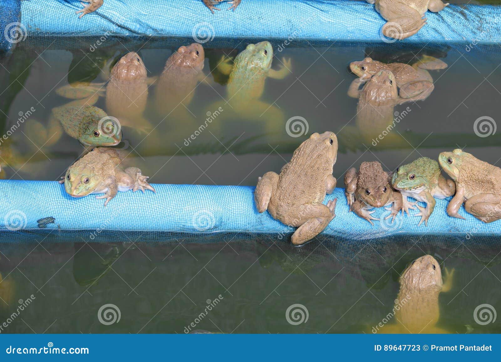 Frog group of in the farm stock image. Image of environment - 89647723