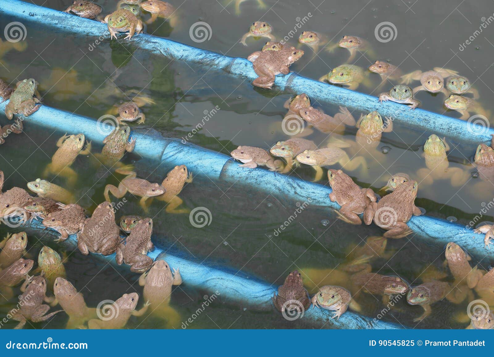 Frog group of in the farm stock image. Image of baby - 90545825