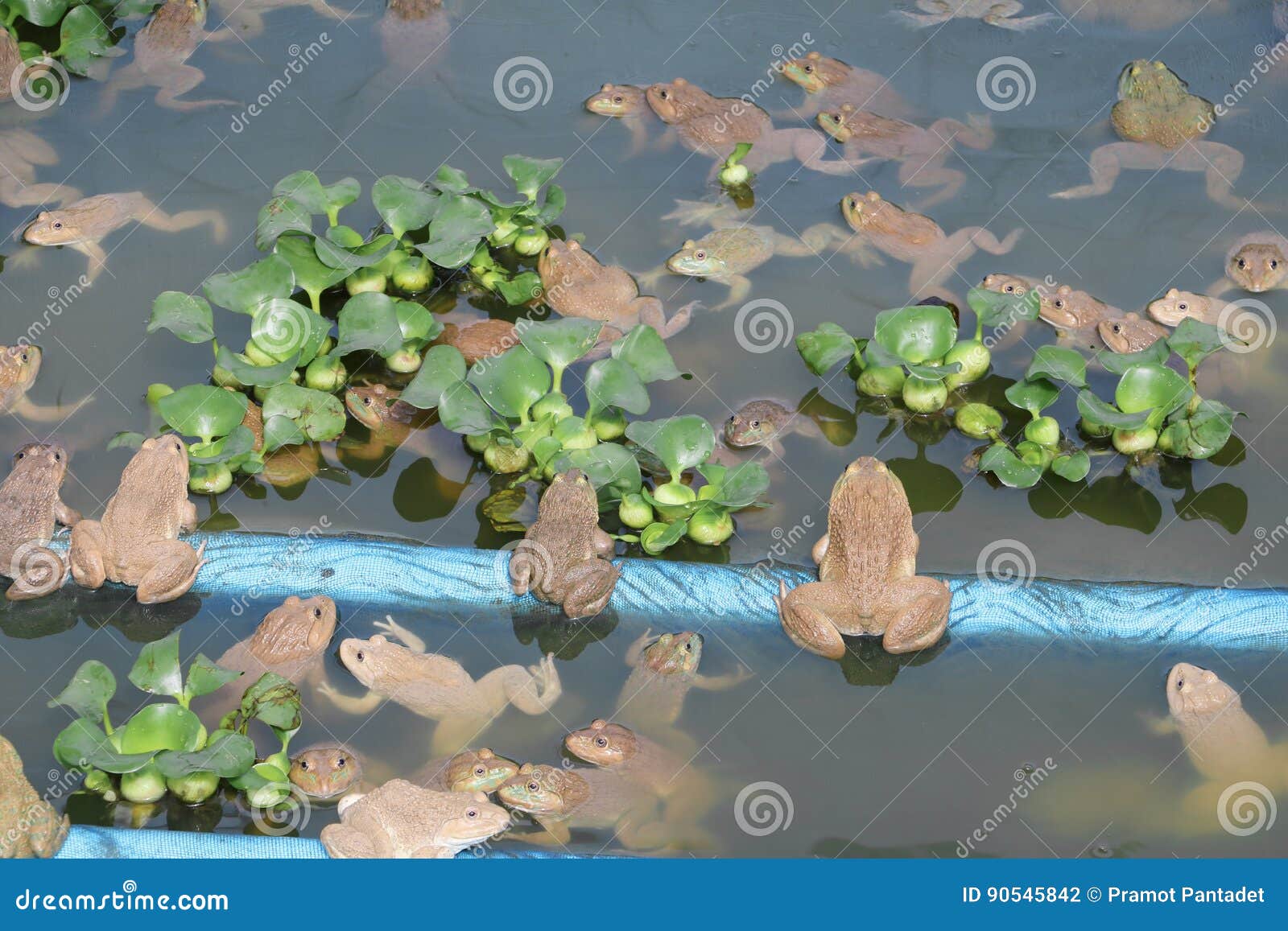 Frog group of in the farm stock photo. Image of food - 90545842