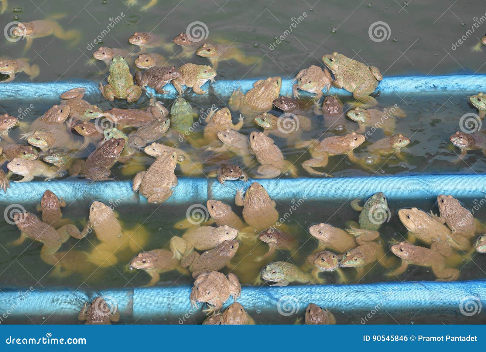 Frog group of in the farm stock photo. Image of environment - 90545846