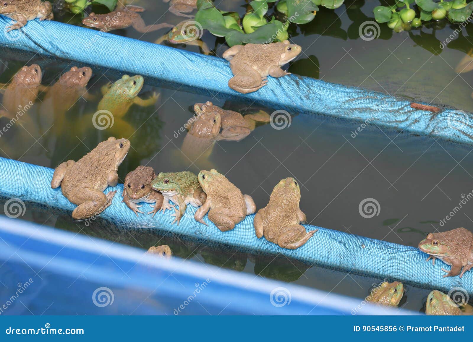 Frog group of in the farm stock photo. Image of natural - 90545856
