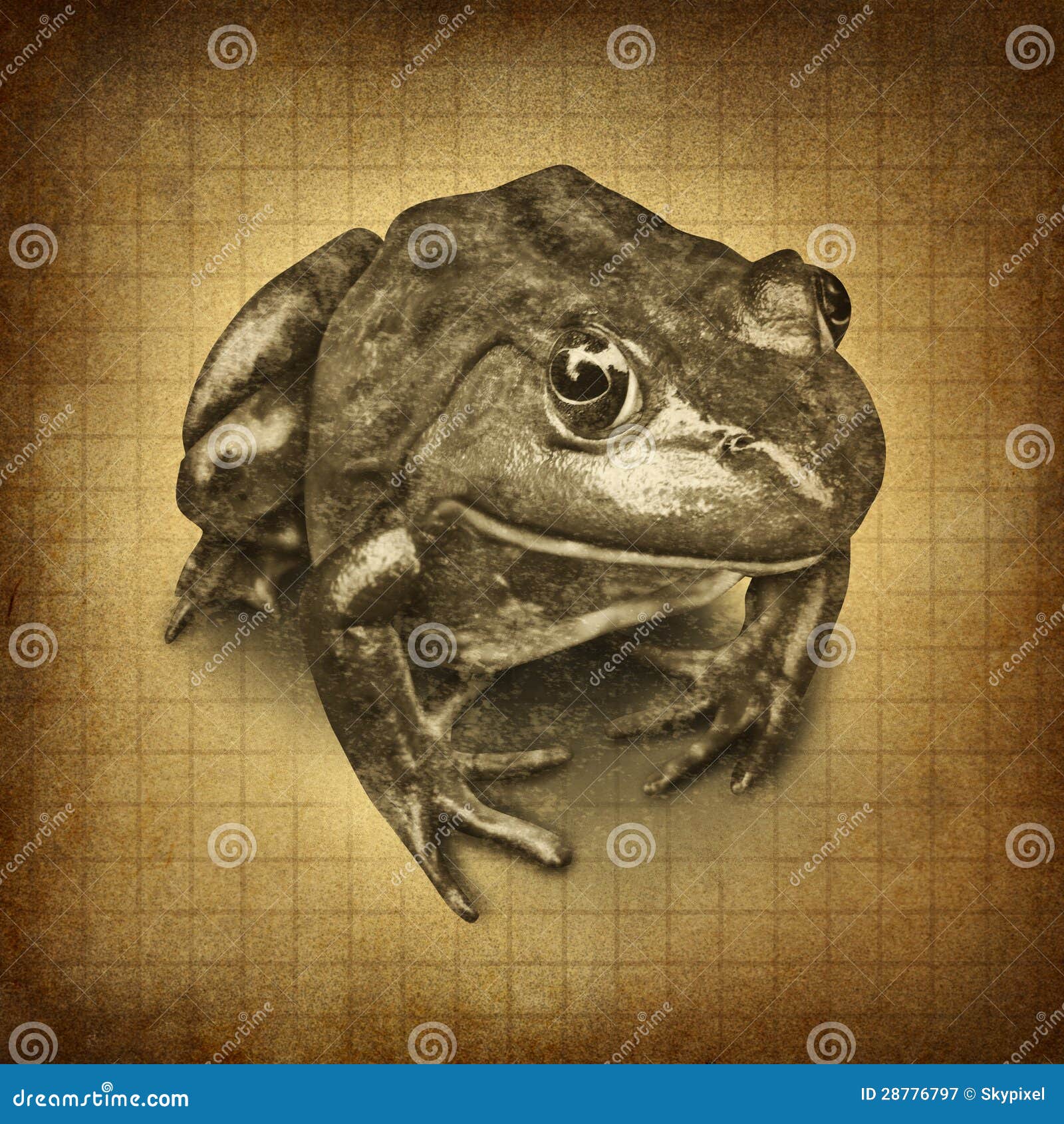 Frog grunge stock illustration. Illustration of prince - 28776797