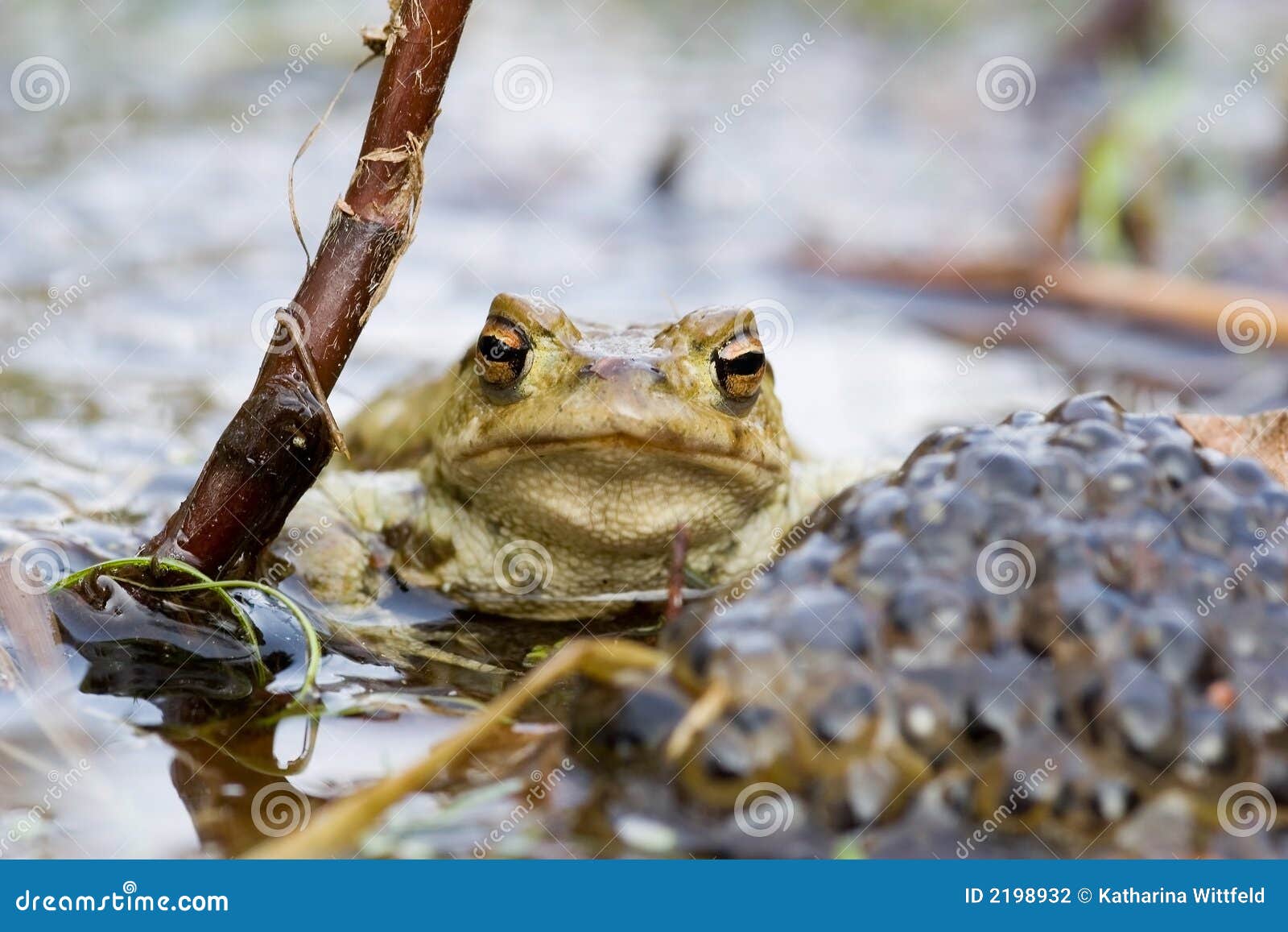 Frog on guard stock photo. Image of spring, mire, outdoor - 2198932