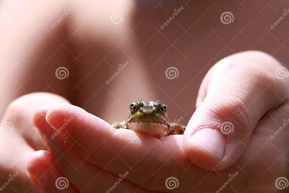 Frog in Hand stock photo. Image of frog, green, close - 11121080