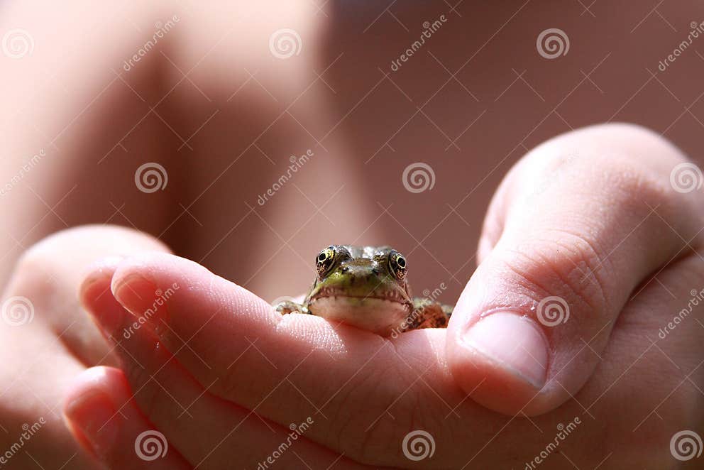 Frog in Hand stock photo. Image of frog, green, close - 11121080