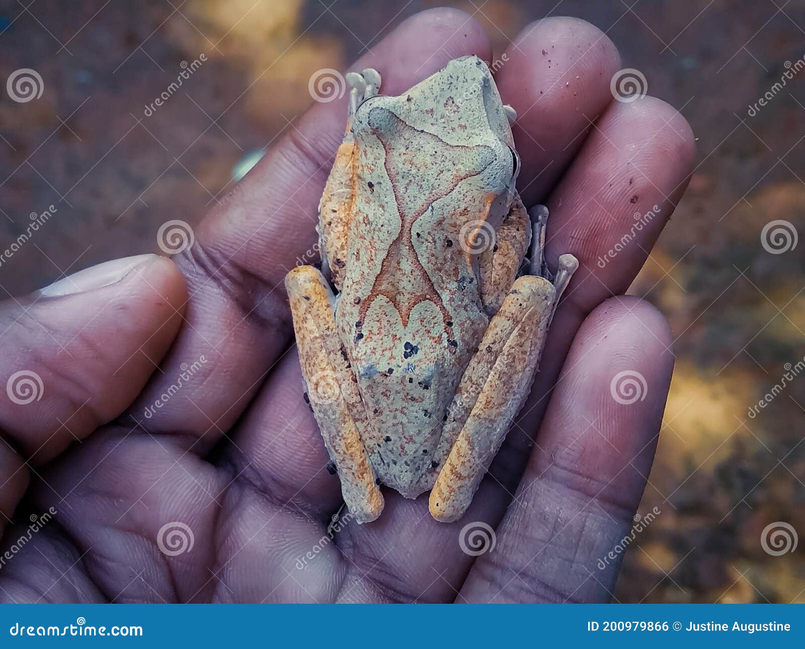 Frog in hand stock photo. Image of wildanimal, wild - 200979866