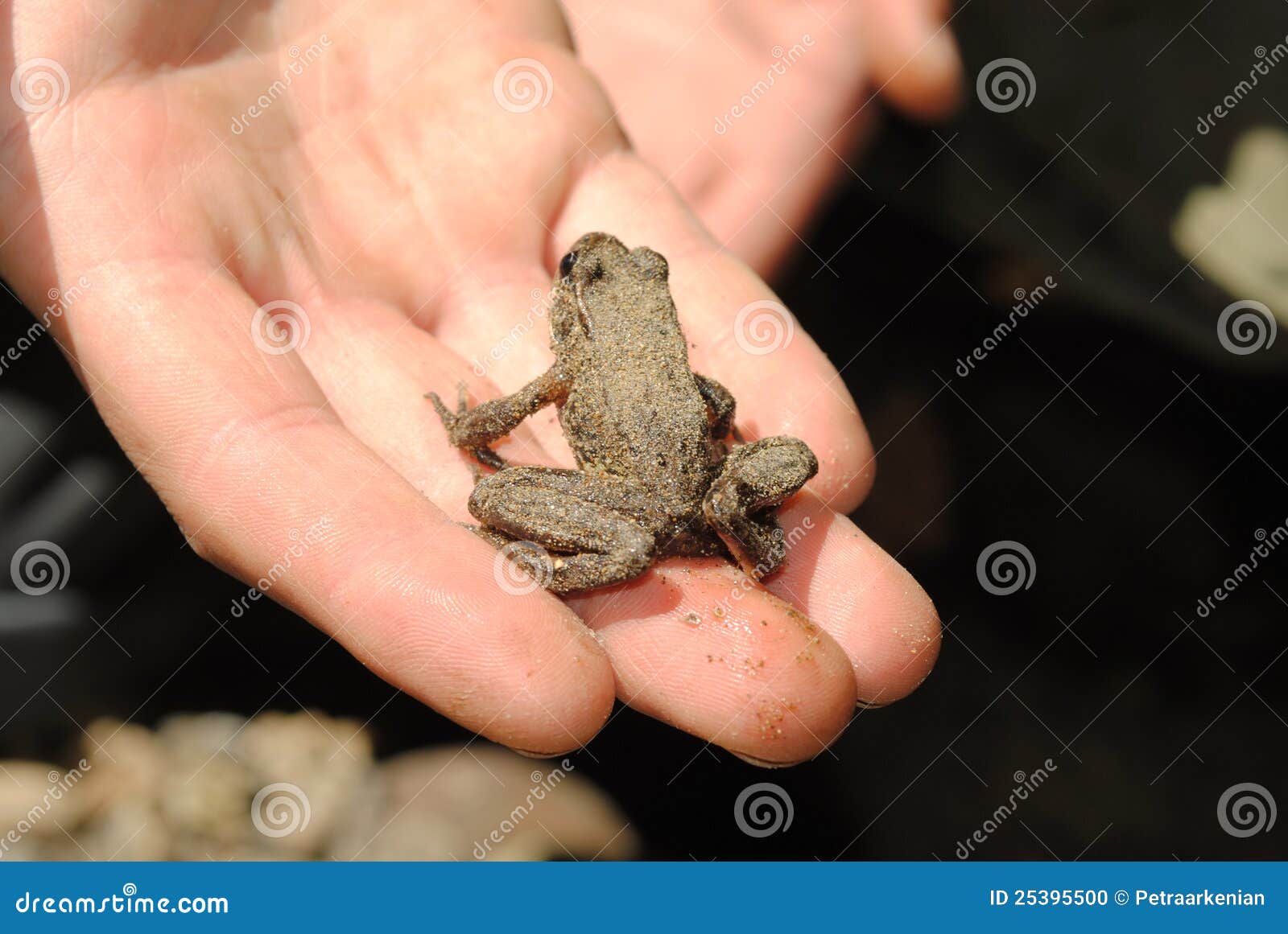 Frog in Hand stock photo. Image of detail, hand, westport - 25395500